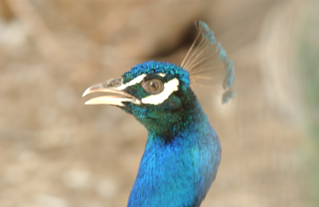 Animais Das Montanhas Ozark